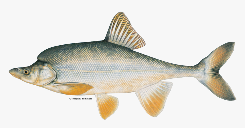 Illustration Of A Humpback Chub - Record Humpback Chub, HD Png Download ...