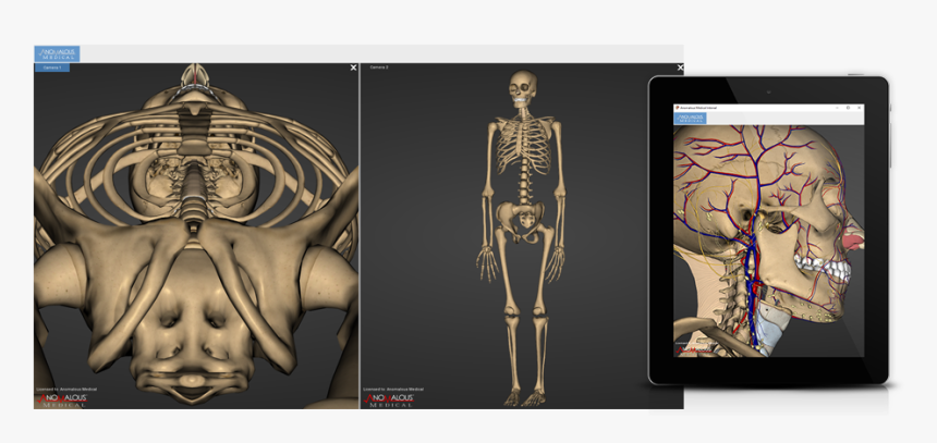 3d Anatomy Software, HD Png Download , Transparent Png Image - PNGitem
