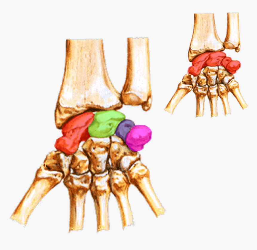 Proximal Carpal Row Bones - Tunel Del Carpo Huesos, HD Png Download ...