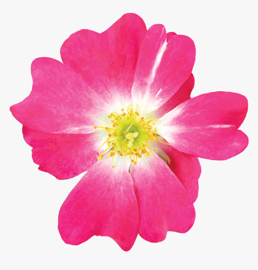 Pink Drift® - Rosa Pink Drift, HD Png Download , Transparent Png Image ...