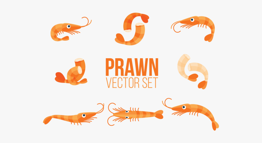 Cute Shrimp Vector Png, Transparent Png , Transparent Png Image - PNGitem