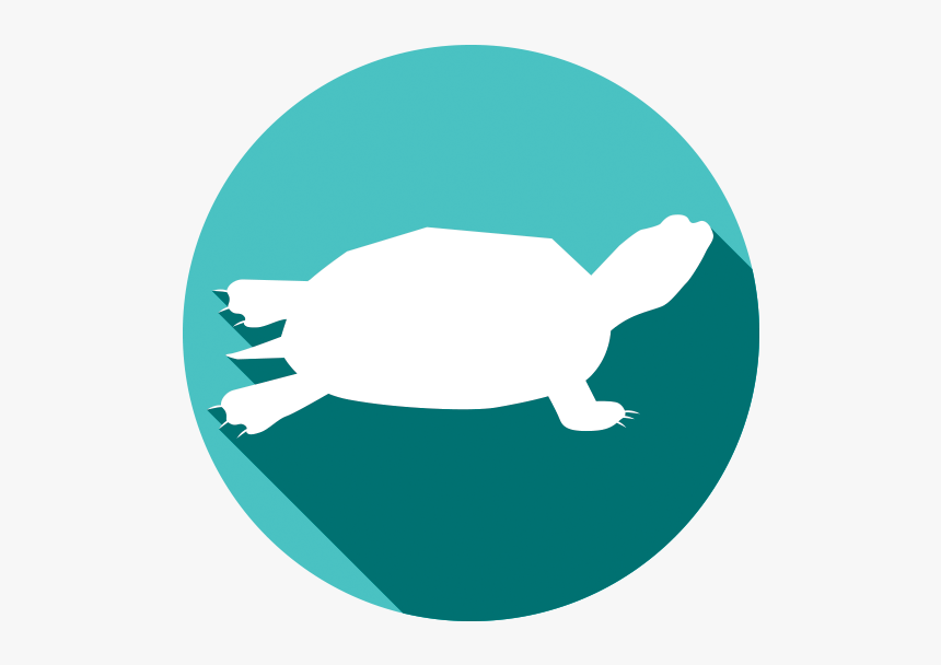 Green Sea Turtle, HD Png Download , Transparent Png Image - PNGitem