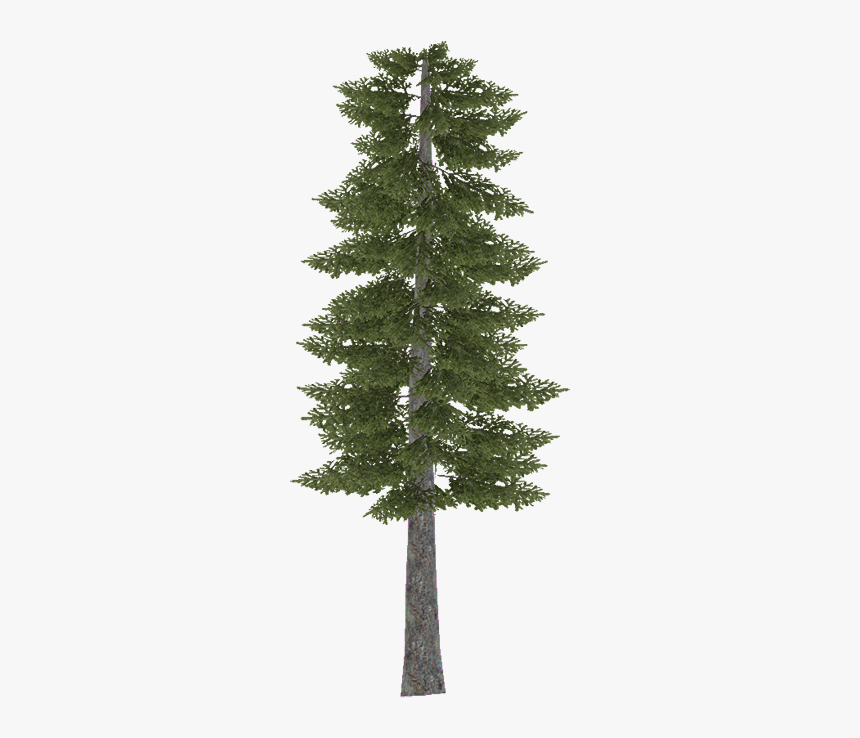 Douglasfir - Scots Pine Tree, HD Png Download , Transparent Png Image ...