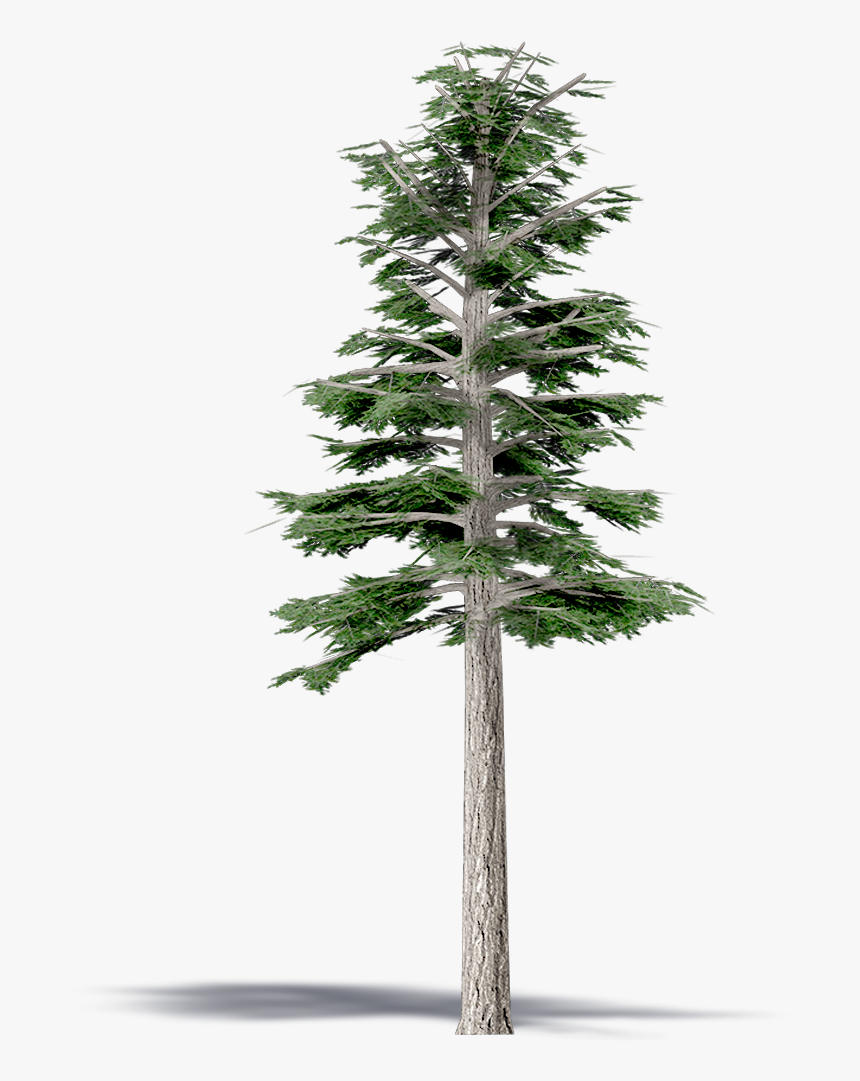 Douglas Fir - Douglas Fir Png, Transparent Png , Transparent Png Image ...