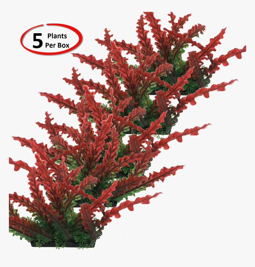 Transparent Shrub Top View Png - Houseplant, Png Download , Transparent ...