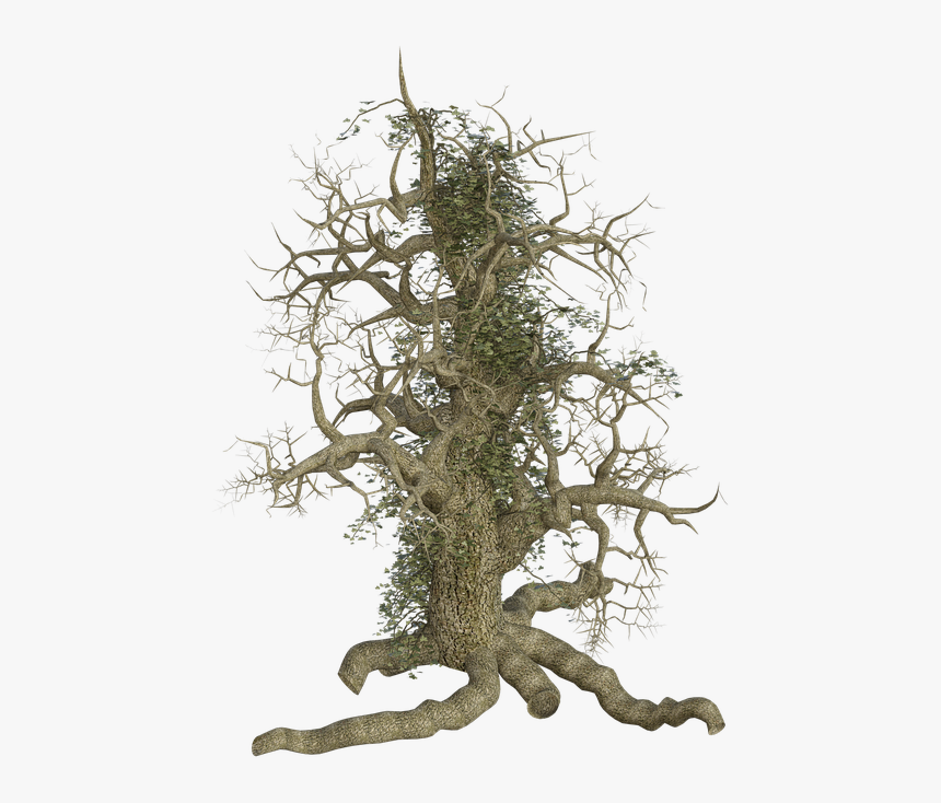 Tree, Log, Old, Root, Creeper, Ivy, Creepy, Spooky - Old Tree Roots Png ...