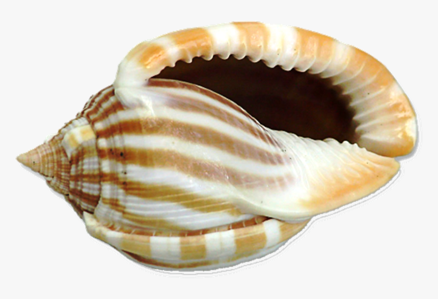 Shell Of Animals, HD Png Download , Transparent Png Image - PNGitem