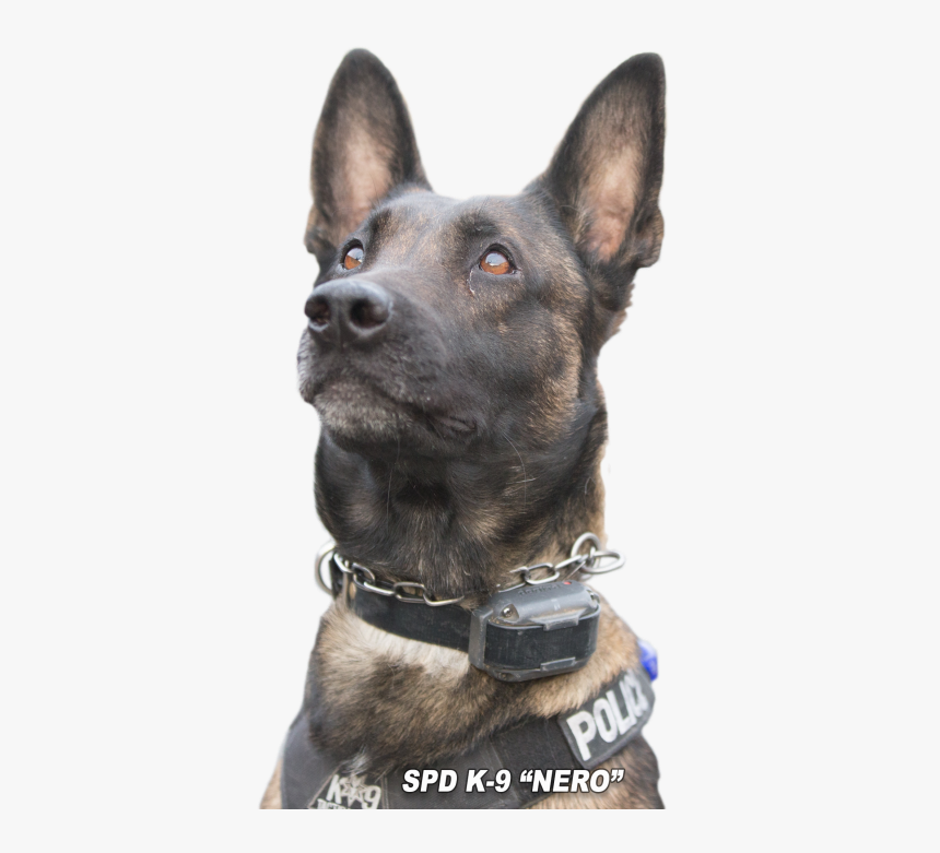 Police K9 Copy - Dog Catches Something, HD Png Download , Transparent ...