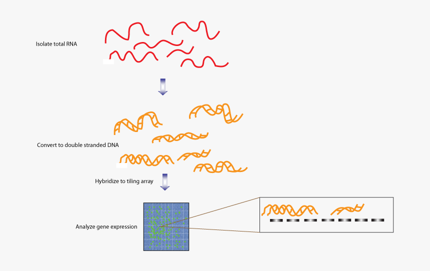 Transcriptome Fig 3 - Transcriptome Sequencing, HD Png Download ...