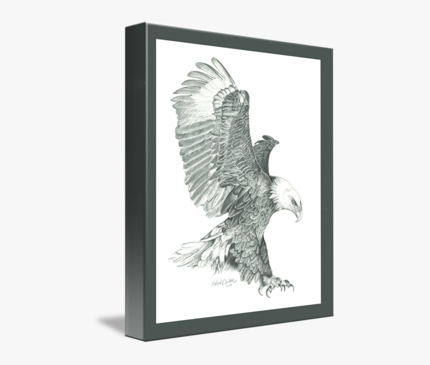 Diving Hawk Png - Bald Eagle In Dive Drawing, Transparent Png ...