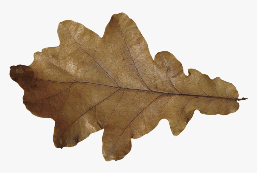 Maple Leaf, HD Png Download , Transparent Png Image - PNGitem