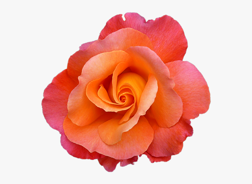 Hybrid Tea Rose, HD Png Download , Transparent Png Image - PNGitem