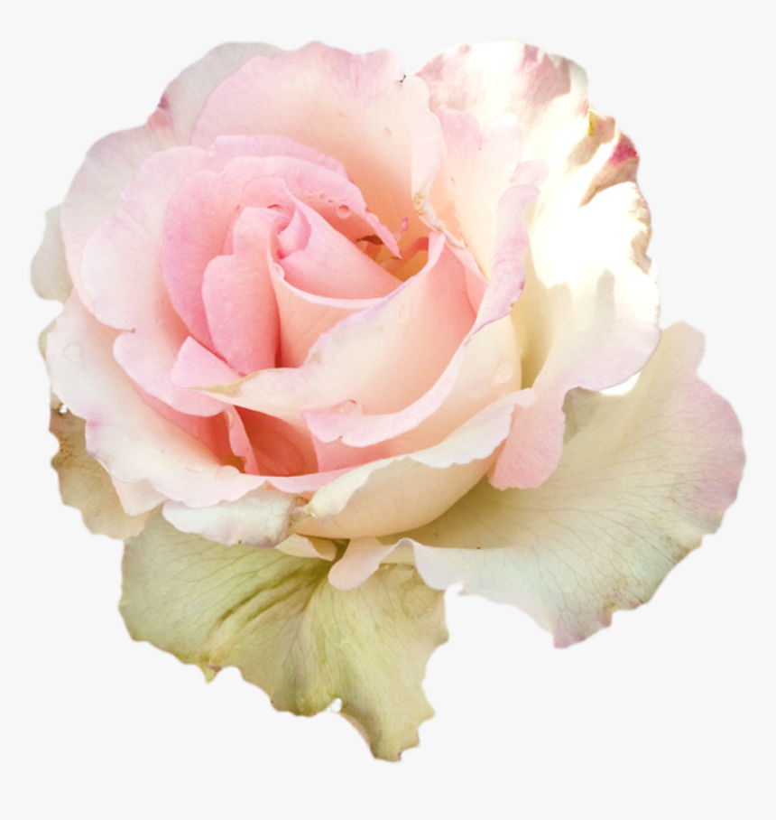 Pastel Flowers Png - Transparent Pale Pink Flowers, Png Download ...