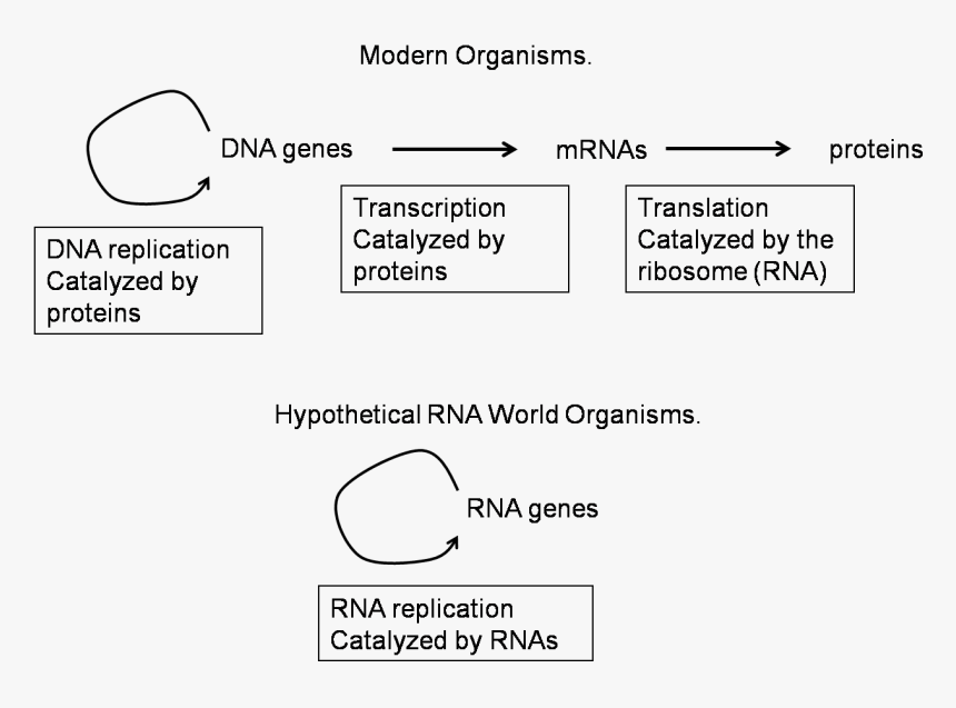 Rna World Hypothesis Diagram, HD Png Download , Transparent Png Image ...