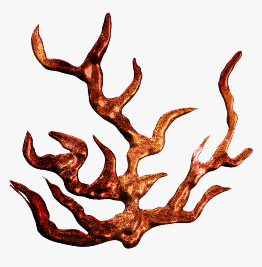 Collection Of Transparent - Coral Clear Background, HD Png Download ...