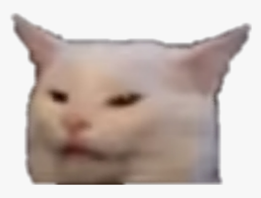 Disgusted Cat, HD Png Download , Transparent Png Image - PNGitem