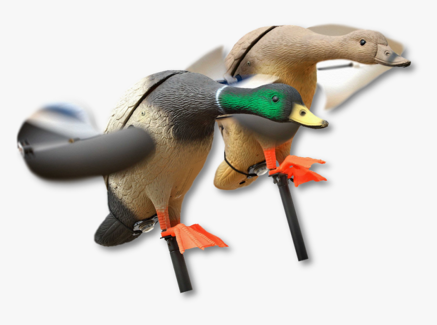 Image Of The Lucky Duck Mallard - Lokkeand Med Vinger, HD Png Download ...