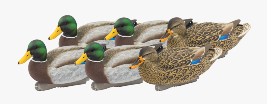 Mallard, HD Png Download , Transparent Png Image - PNGitem
