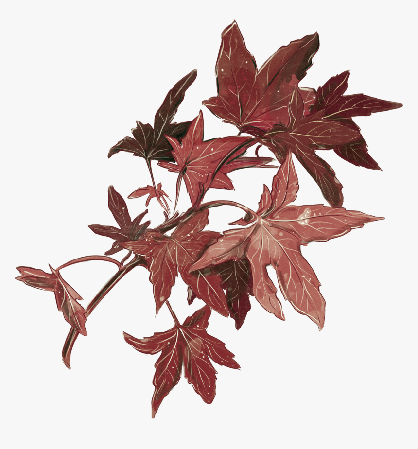 Maple Leaf, HD Png Download , Transparent Png Image - PNGitem