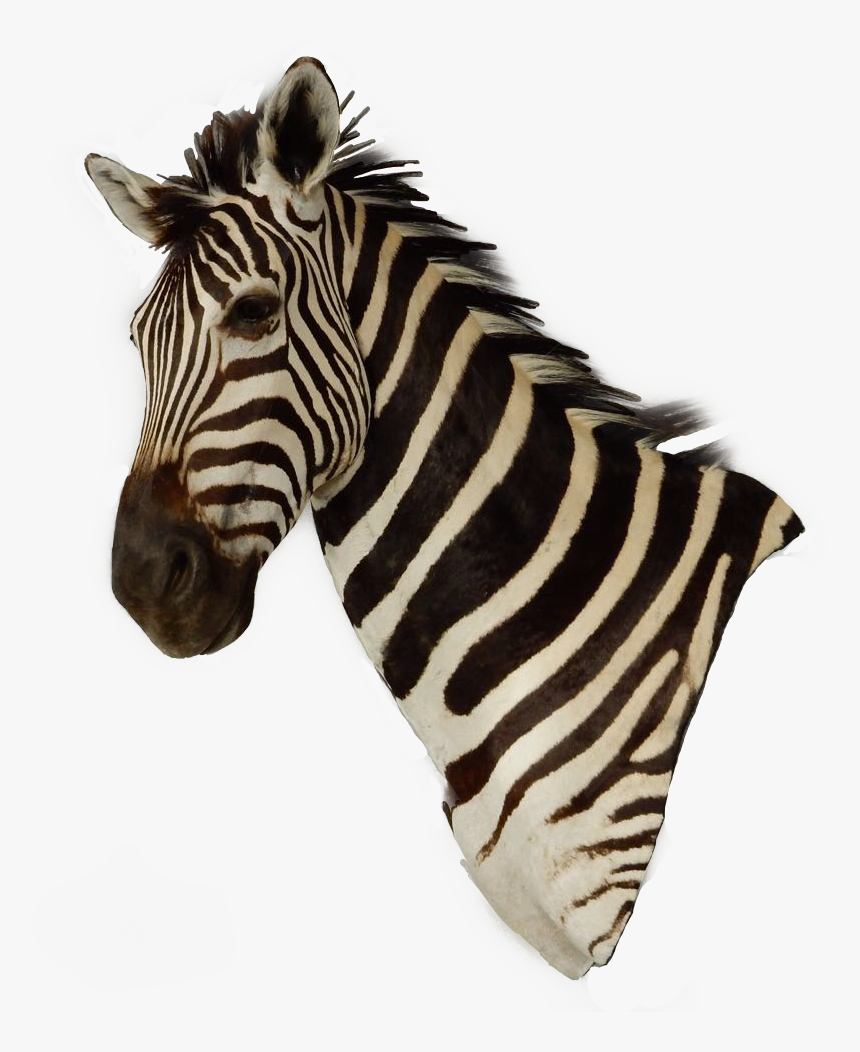 Zebra, HD Png Download , Transparent Png Image - PNGitem