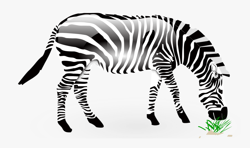 Zebra, HD Png Download , Transparent Png Image - PNGitem