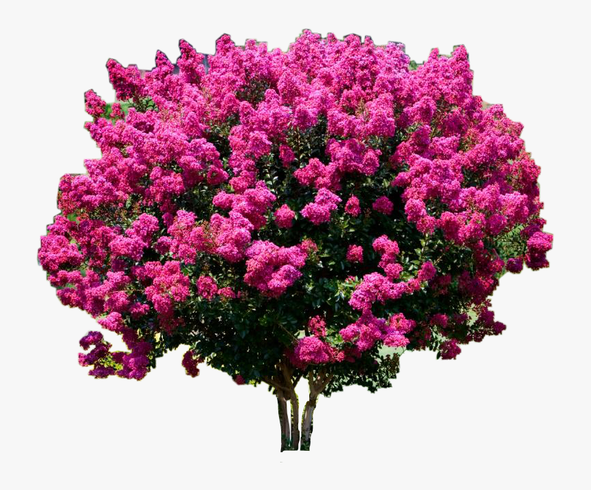 Lagerstroemia Indica, HD Png Download , Transparent Png Image - PNGitem