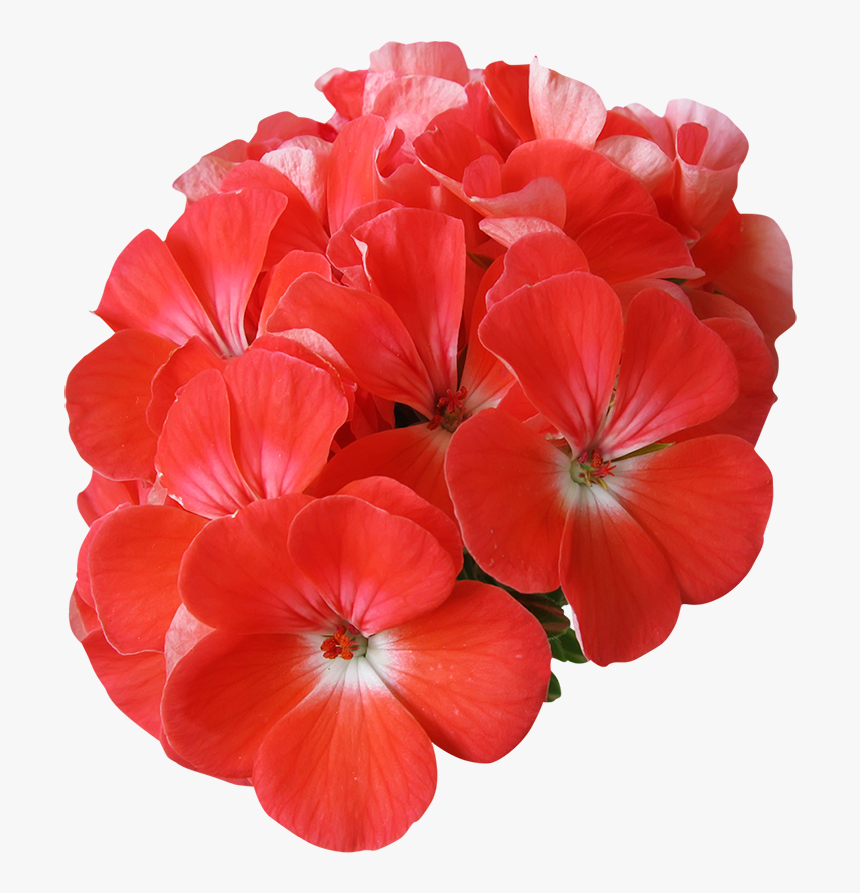 Geranium Png, Transparent Png , Transparent Png Image - PNGitem