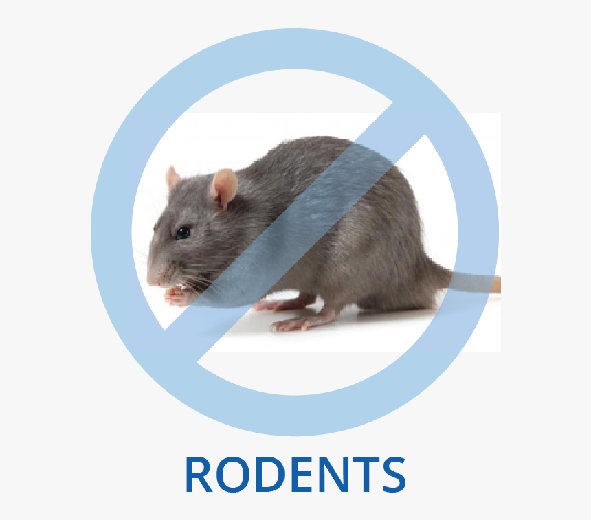 Avoid Rats, HD Png Download , Transparent Png Image - PNGitem