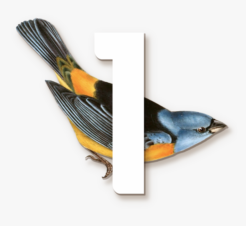 1 Bird Template T - Scientific Vintage Bird Illustration, HD Png ...