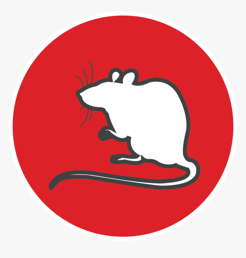 Adopt An Ex-lab Animal - Rat, HD Png Download , Transparent Png Image ...