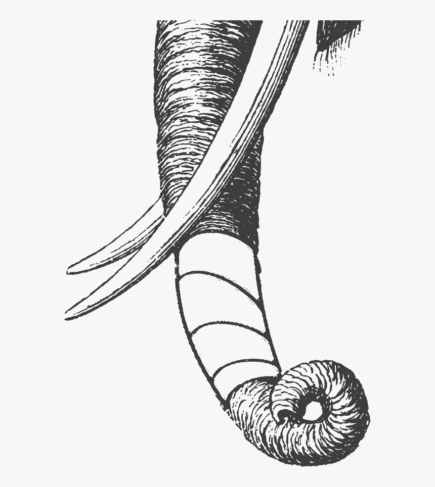 Elephant Trunk Dark - Sketch, HD Png Download , Transparent Png Image ...