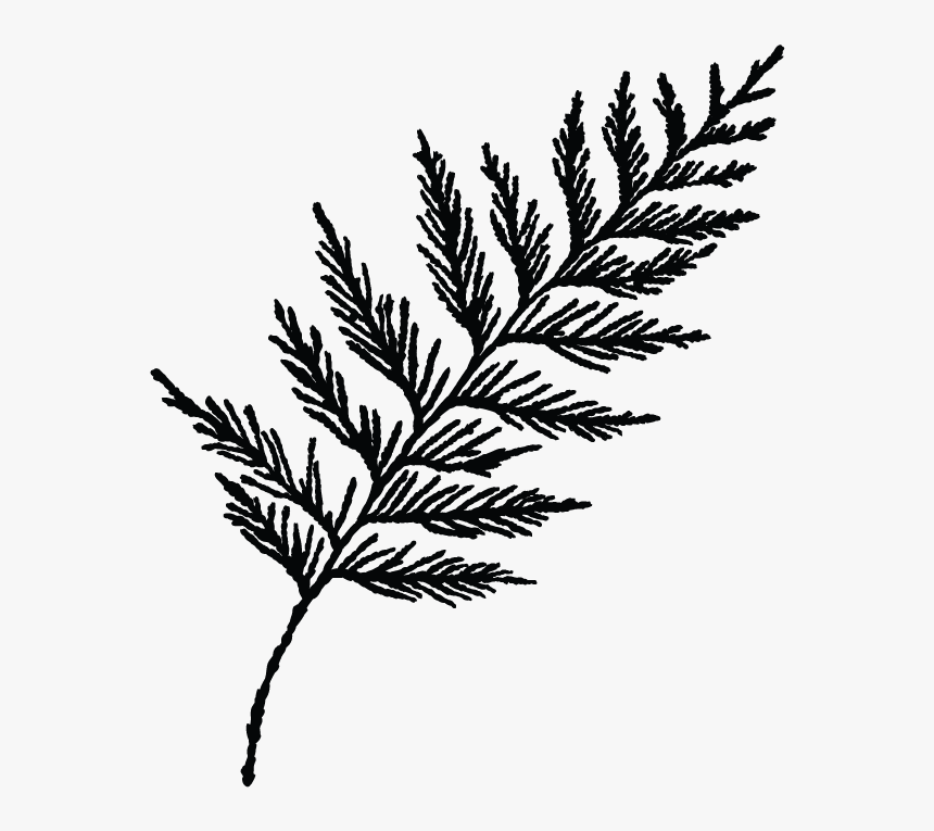 Transparent Cedar Tree Clipart Black And White, HD Png Download ...