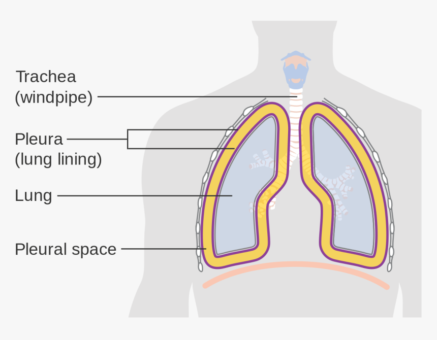 Diagram Showing The Lining Of The Lungs Cruk - Lung, HD Png Download ...
