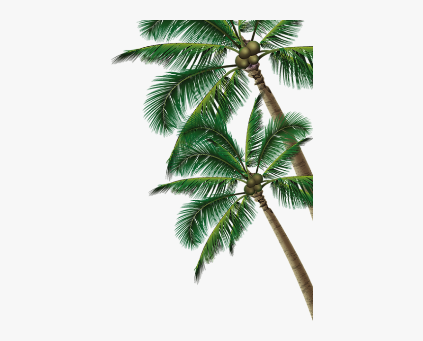 Coconut Tree No Background, HD Png Download , Transparent Png Image ...