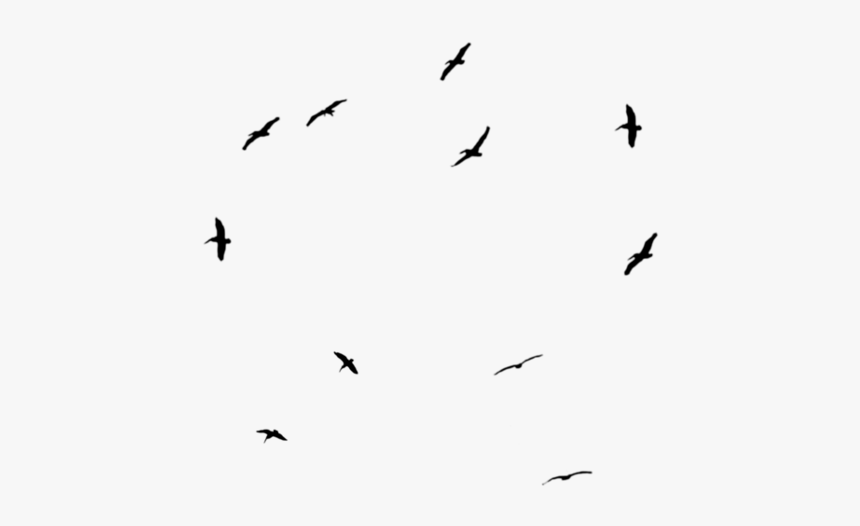 #birds #black #effects #effect #animals #cute #circle - Flock, HD Png ...