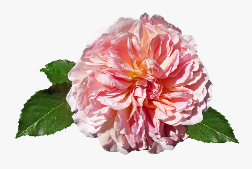 Rose, HD Png Download , Transparent Png Image - PNGitem
