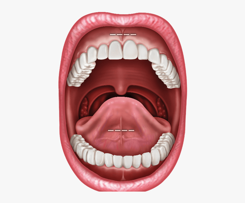Human Mouth Png, Transparent Png , Transparent Png Image - PNGitem