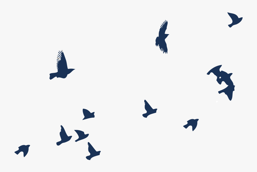 Flock, HD Png Download , Transparent Png Image - PNGitem