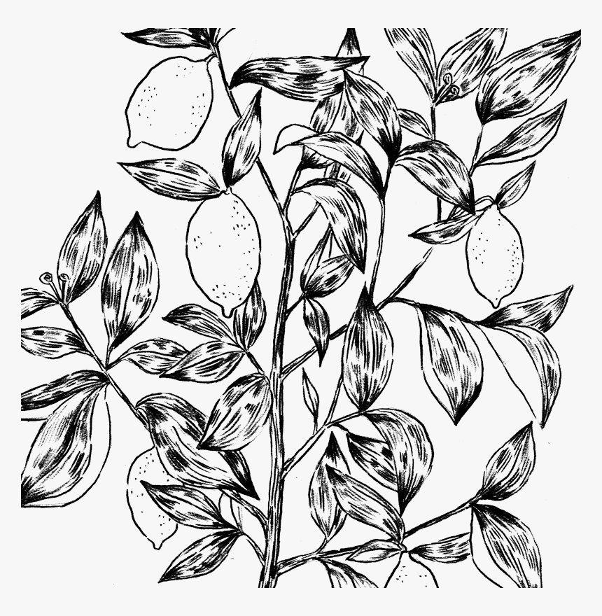 Lemontree - Line Art, HD Png Download , Transparent Png Image - PNGitem