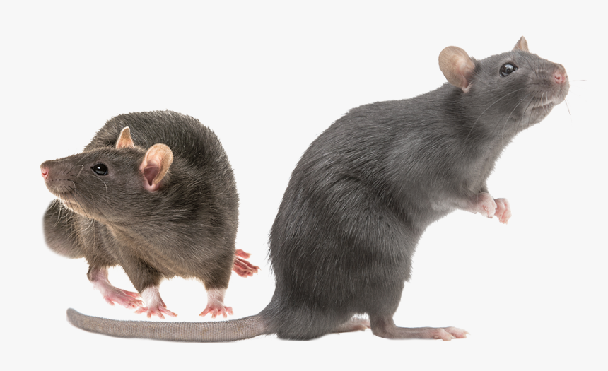 Rat Shutterstock, HD Png Download , Transparent Png Image - PNGitem
