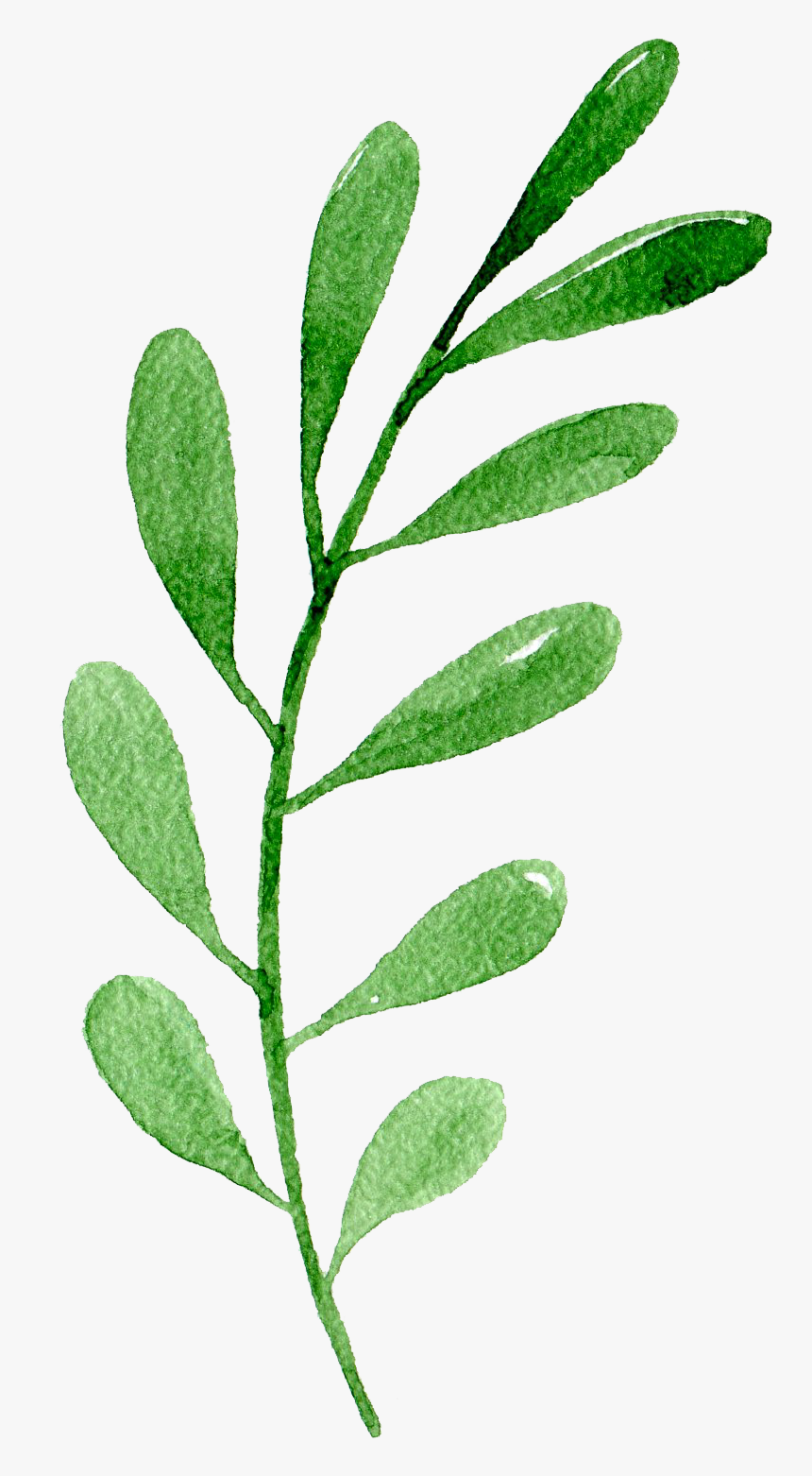 Single Green Leaves Png