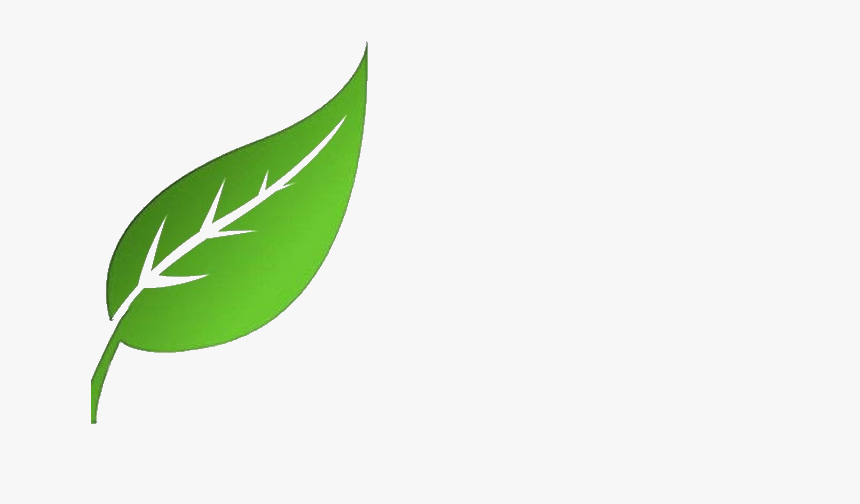 New Leaf Png, Transparent Png , Transparent Png Image - PNGitem