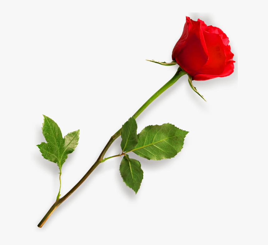 Red Rose With Leaf - Picsart Png Effect Download, Transparent Png ...