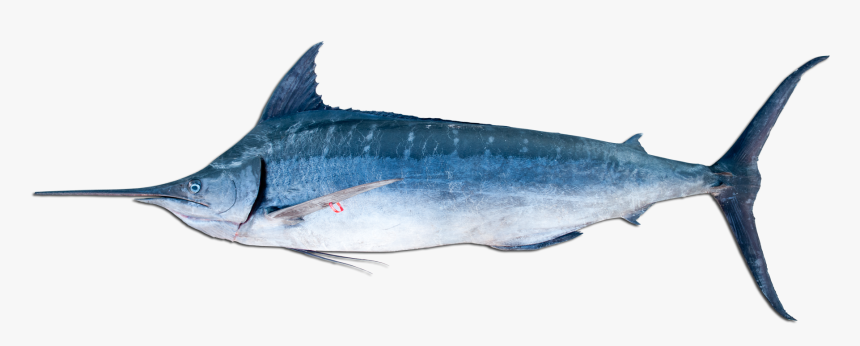 Blue Marlin Transparent, HD Png Download , Transparent Png Image - PNGitem