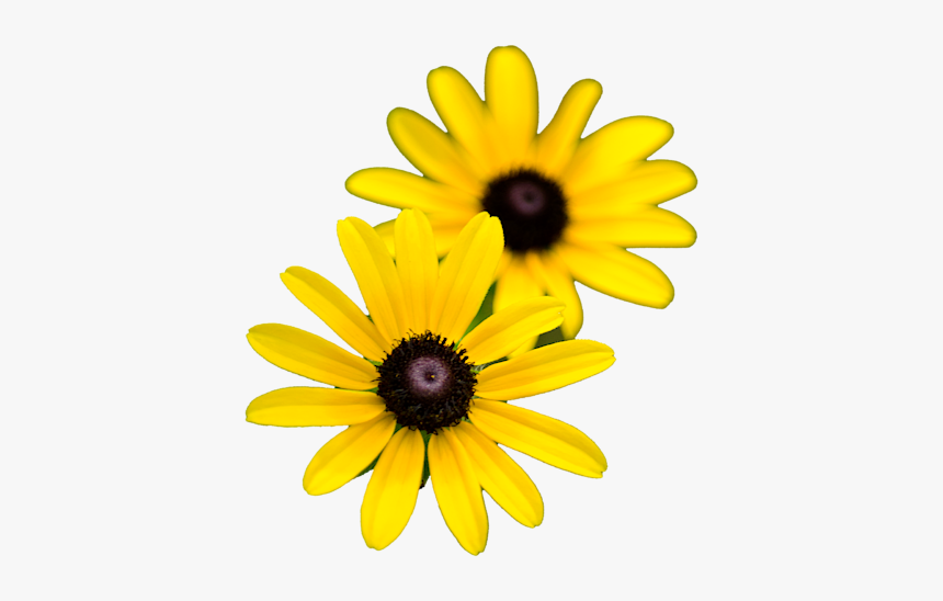 Black-eyed Susan, HD Png Download , Transparent Png Image - PNGitem