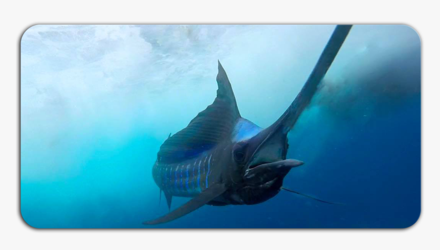 Marlin - Atlantic Blue Marlin, HD Png Download , Transparent Png Image ...