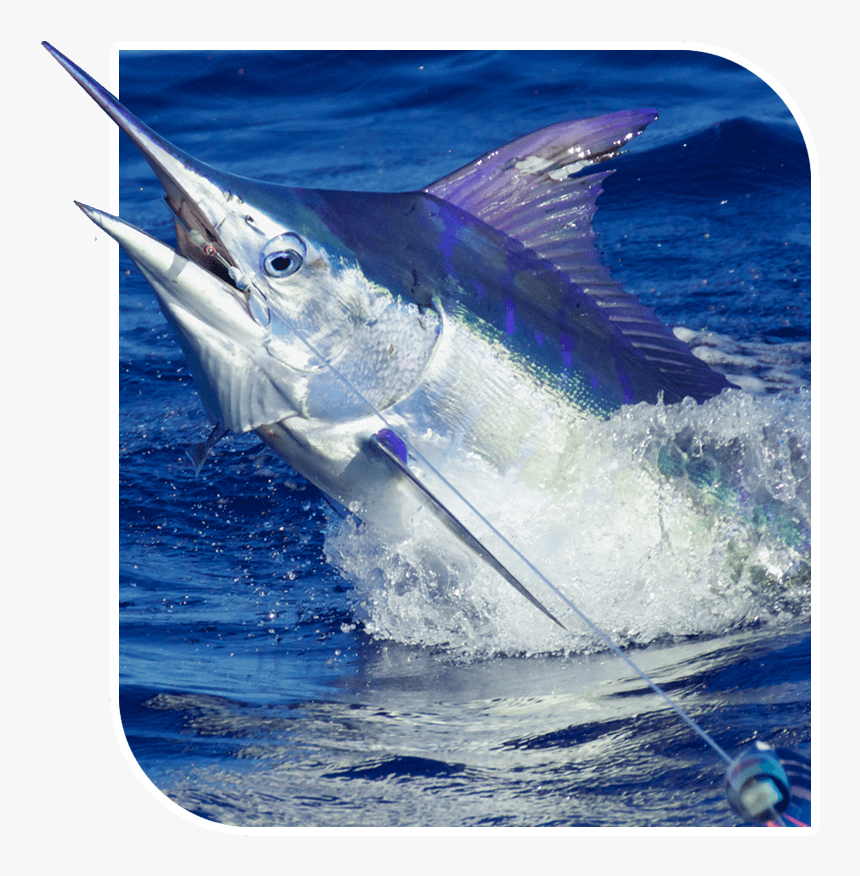 Atlantic Blue Marlin, HD Png Download , Transparent Png Image - PNGitem