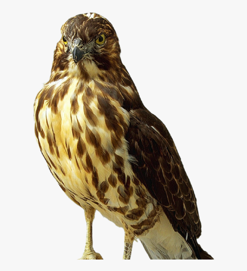 Transparent Hawk Icon, HD Png Download , Transparent Png Image - PNGitem
