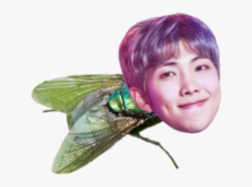 #rapmon #mosca #meme #bts - Net-winged Insects, HD Png Download ...