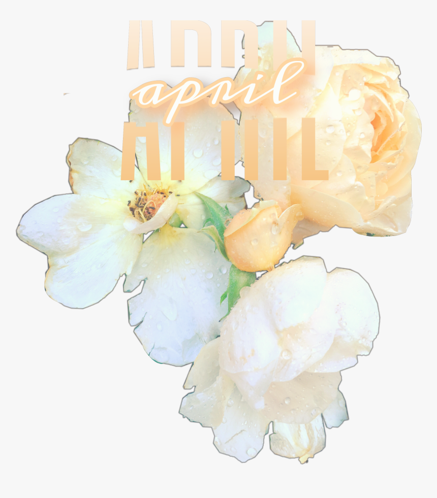 #april #flowers #rain #challenge - Garden Roses, HD Png Download ...
